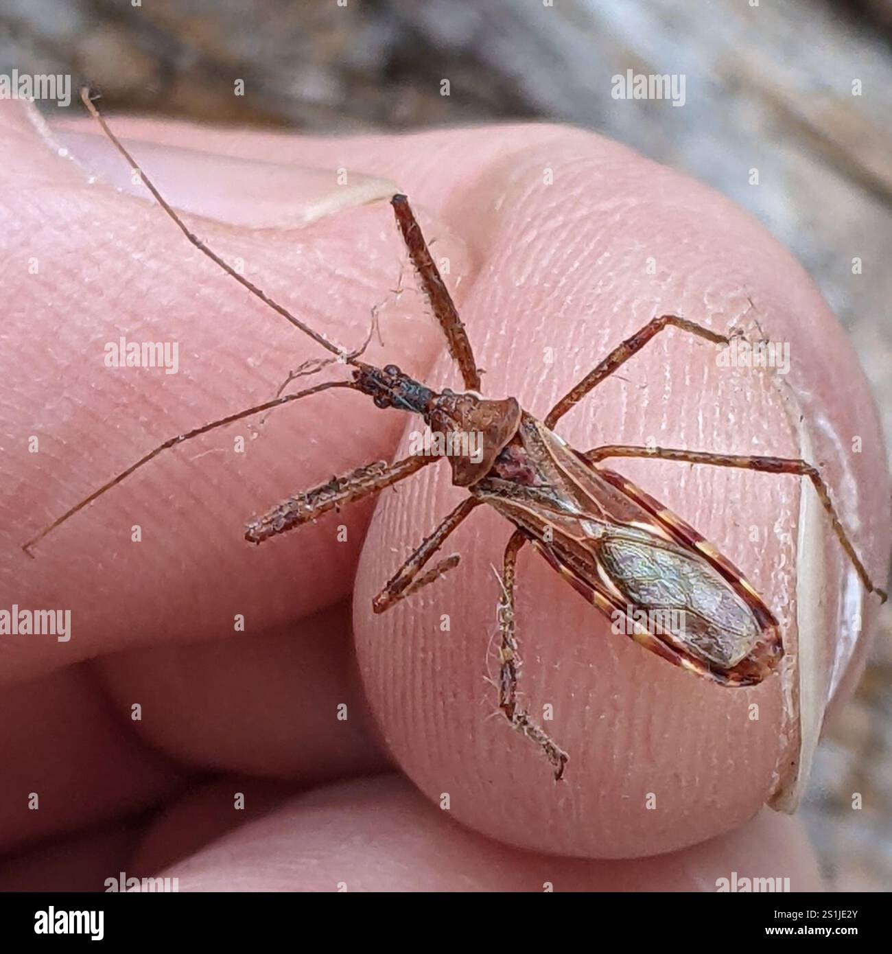 Four-spurred Assassin Bug (Zelus tetracanthus Stock Photo - Alamy Four-spurred Assassin Bug (Zelus tetracanthus Stock Photo - Alamy