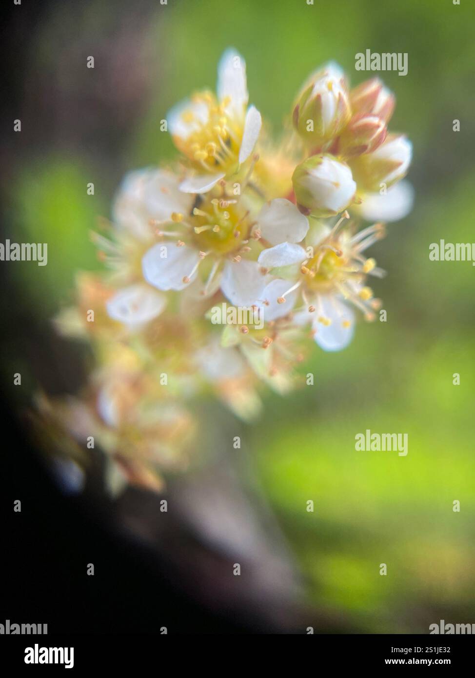 Partridgefoot (Luetkea pectinata Stock Photo - Alamy