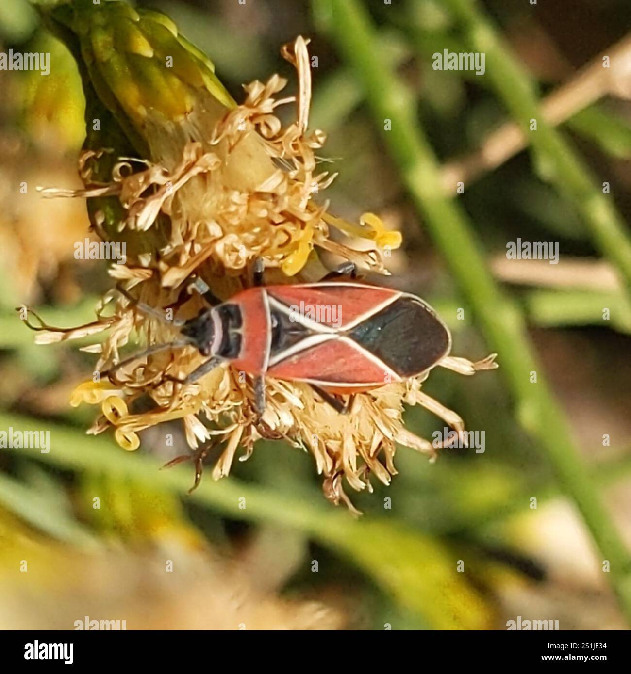 White-crossed Seed Bug (Neacoryphus bicrucis Stock Photo - Alamy