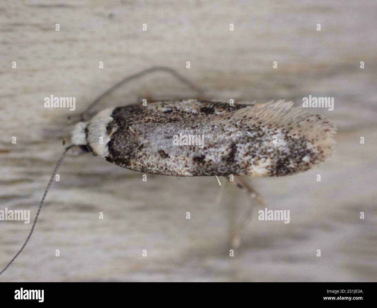 White-shouldered House Moth (Endrosis sarcitrella Stock Photo - Alamy