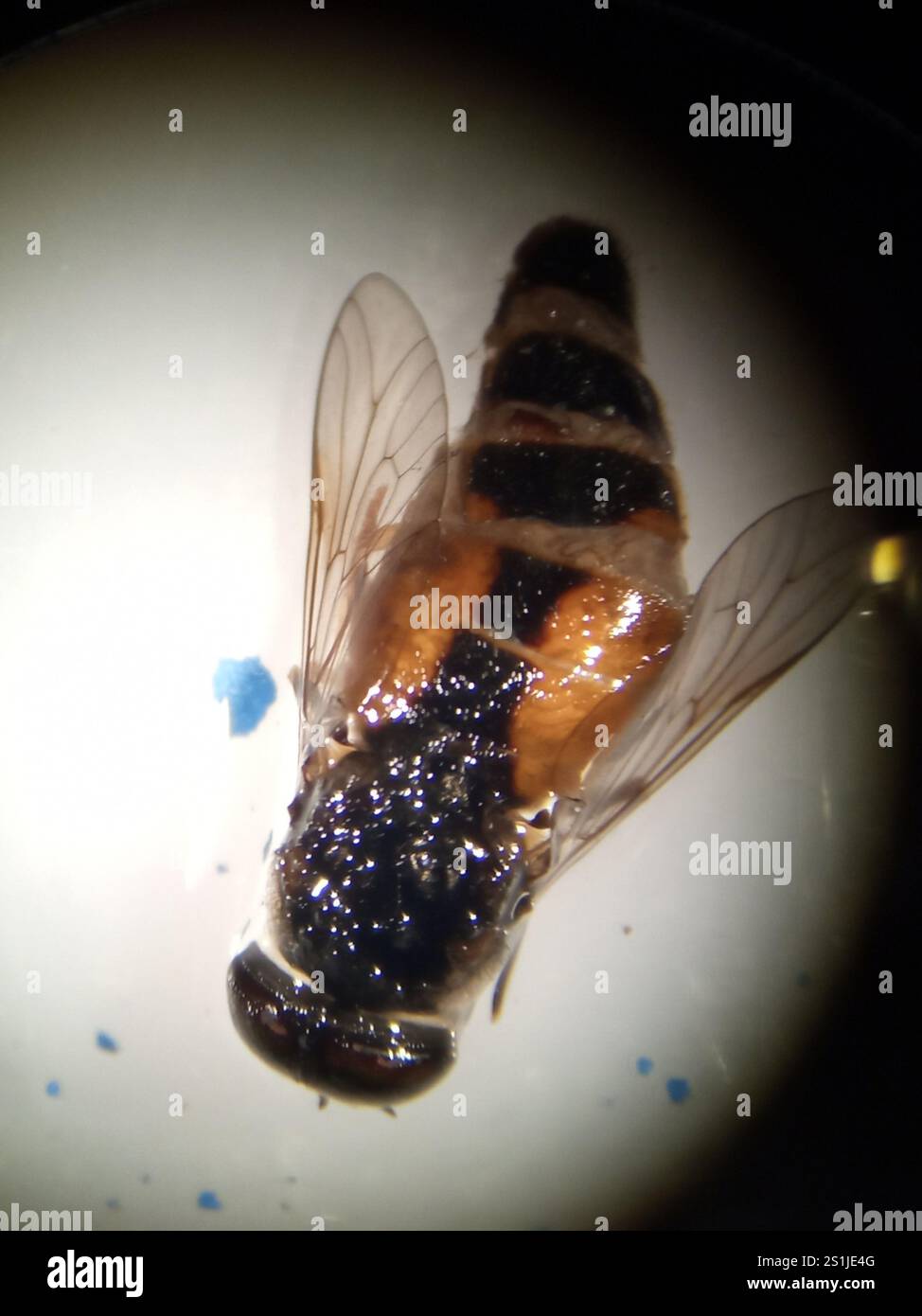 Horse and Deer Flies (Tabanidae Stock Photo - Alamy