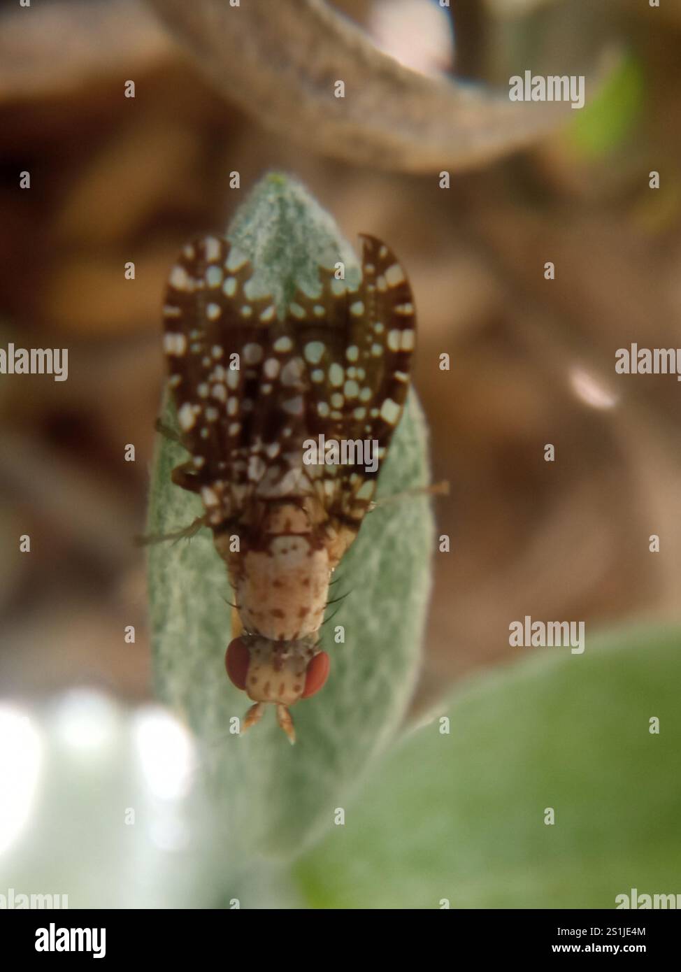 Spotted Marsh Fly (Trypetoptera punctulata Stock Photo - Alamy