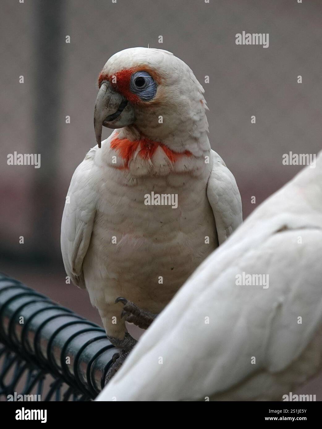 Long-billed Corella (Cacatua tenuirostris Stock Photo - Alamy