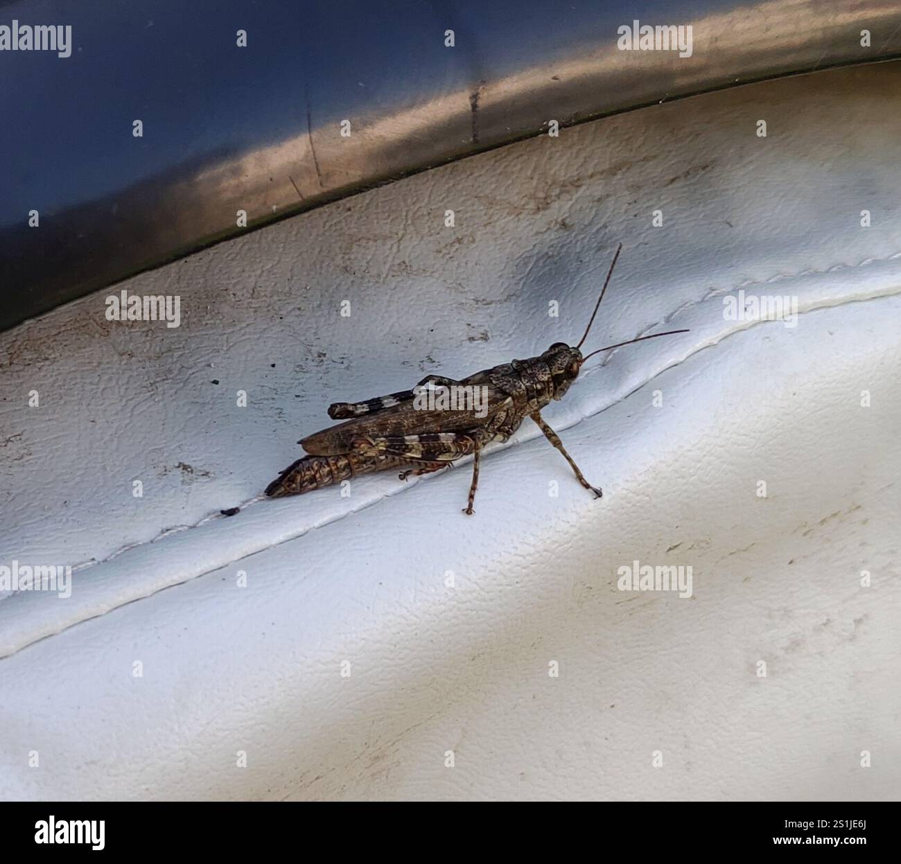 Pine tree Spur-throat Grasshopper (Melanoplus punctulatus Stock Photo ...