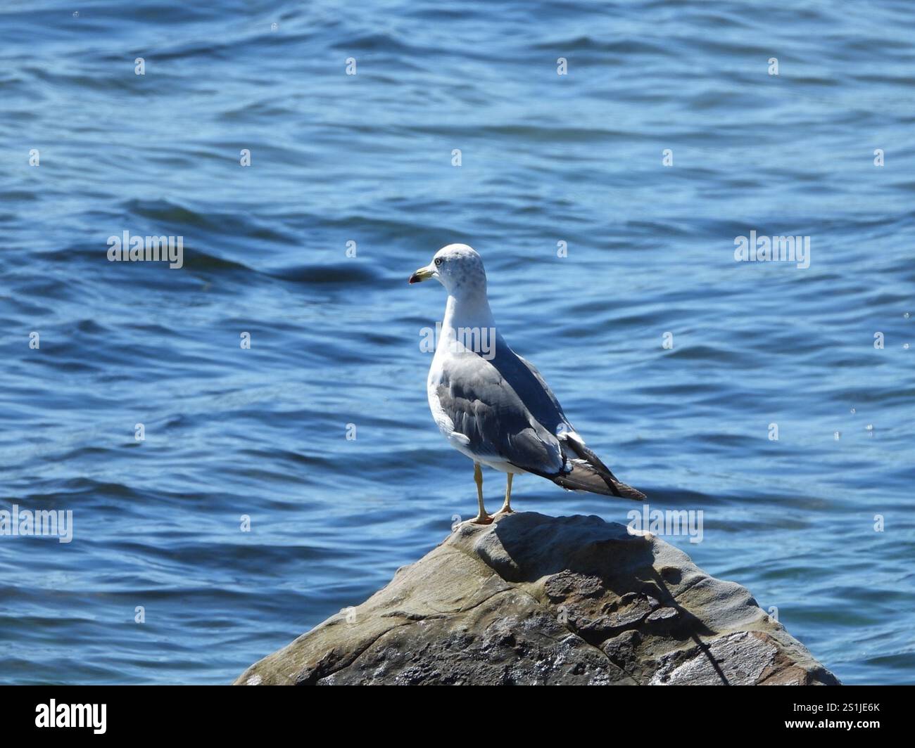 Black tailed gull larus hi-res stock photography and images - Alamy