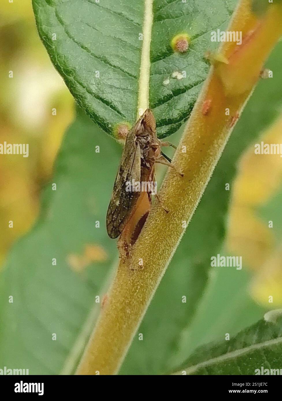 Alder Spittlebug (Aphrophora alni Stock Photo - Alamy