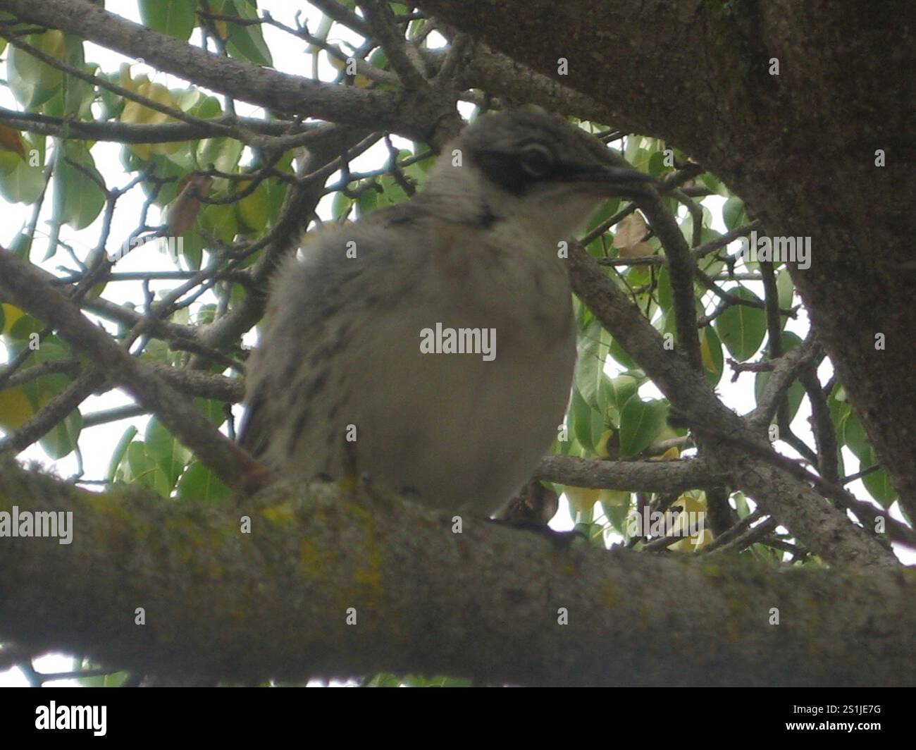 Isabela Mockingbird (Mimus parvulus parvulus Stock Photo - Alamy