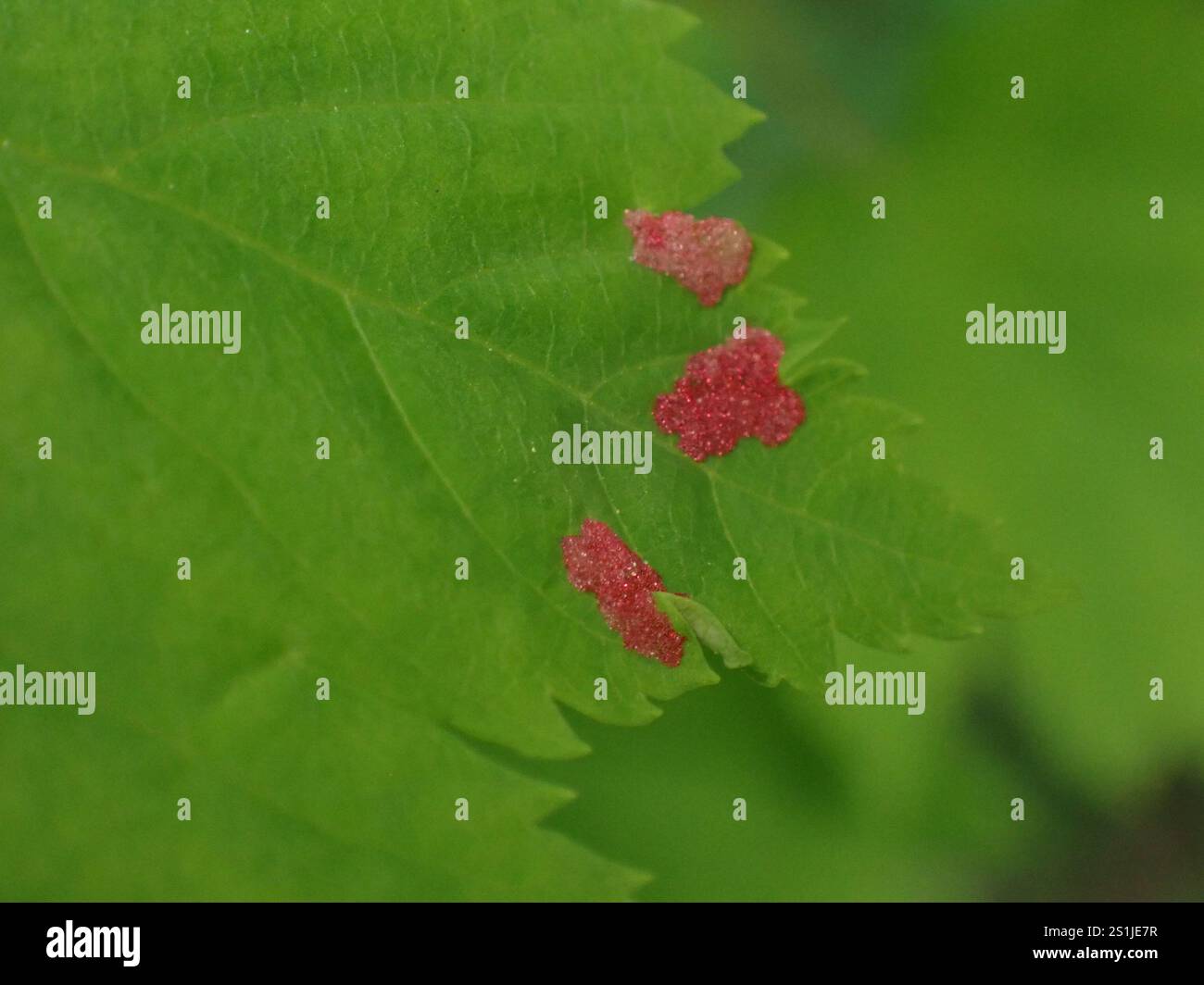 Rocky Mountain Maple Felt Mite (Aceria calaceris Stock Photo - Alamy
