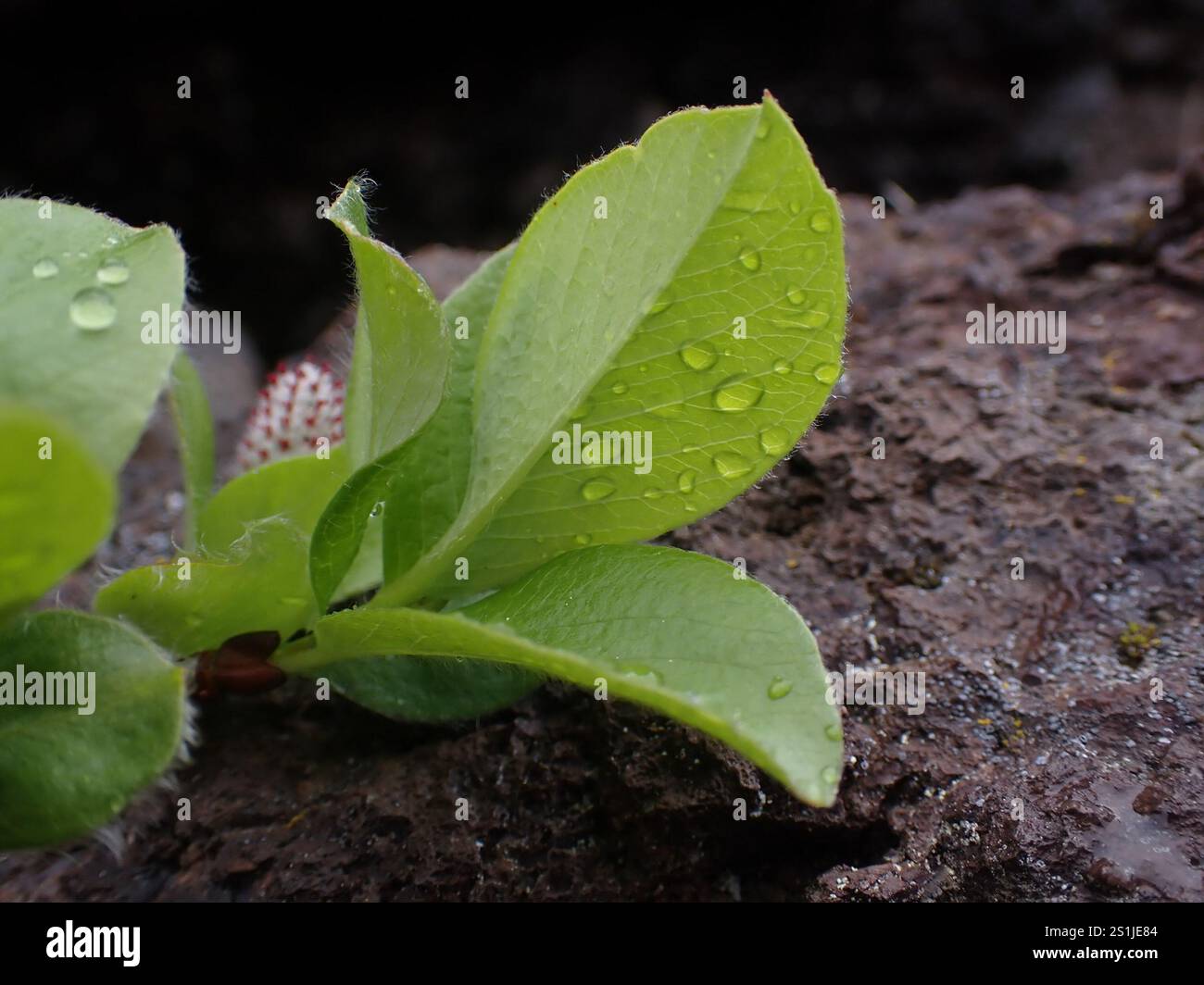 arctic willow (Salix arctica Stock Photo - Alamy