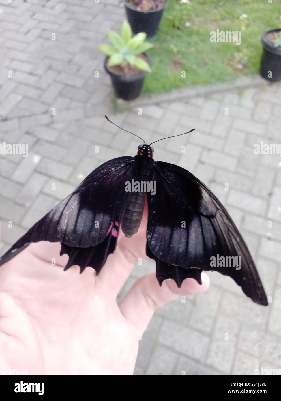 Ruby-spotted Swallowtail (Heraclides anchisiades Stock Photo - Alamy