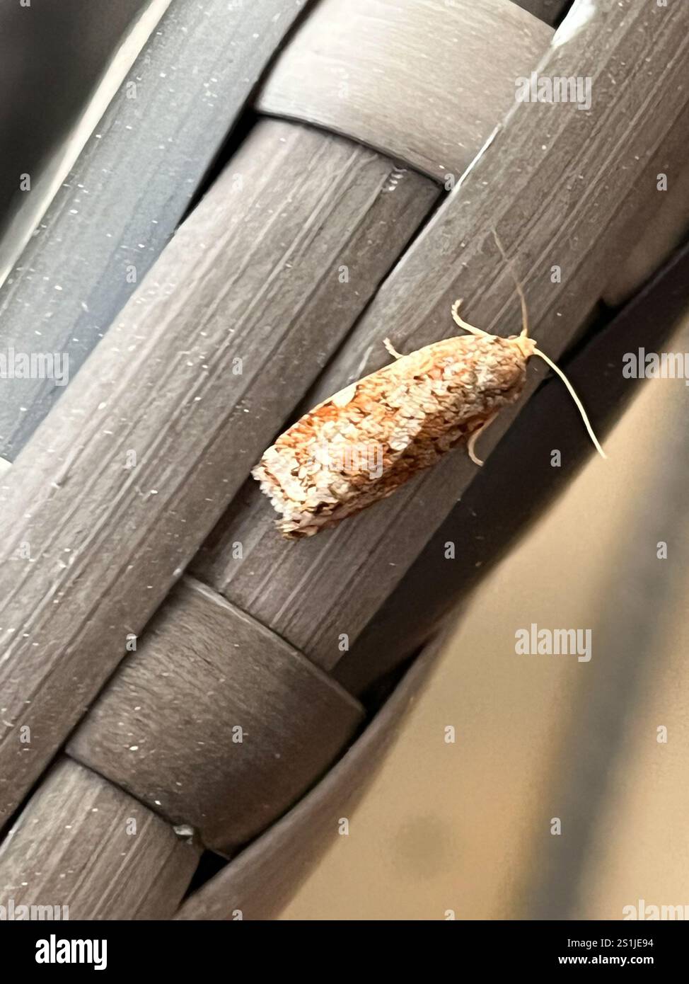 Fruit-tree Leafroller Moth (Archips argyrospila Stock Photo - Alamy