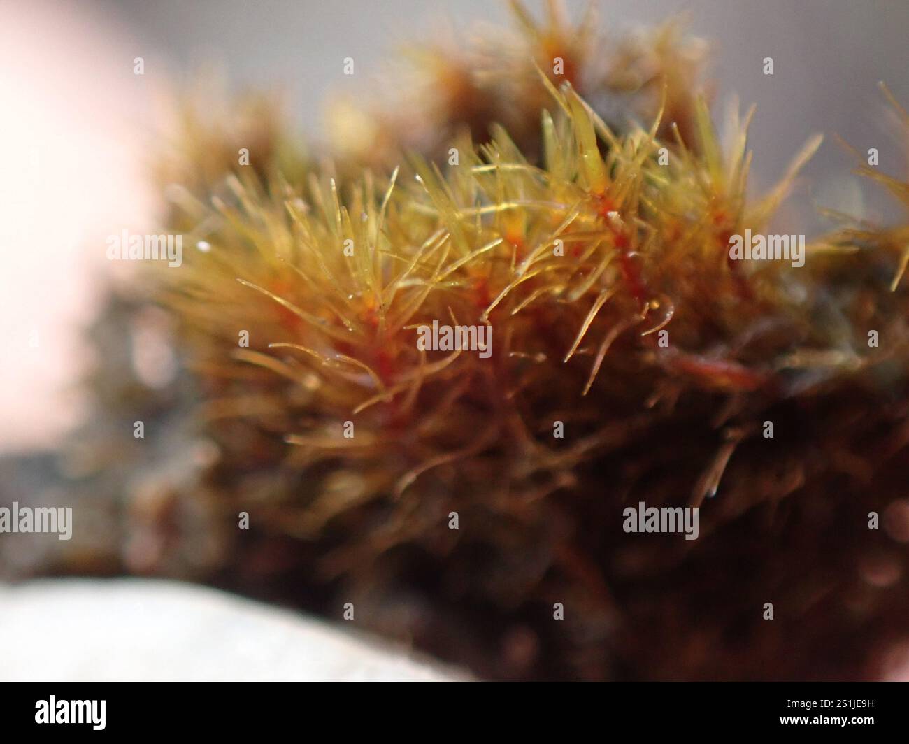 Sharp-leaved Blindia (Blindia acuta Stock Photo - Alamy