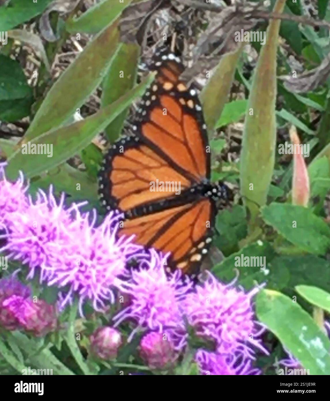 Monarch (Danaus plexippus Stock Photo - Alamy