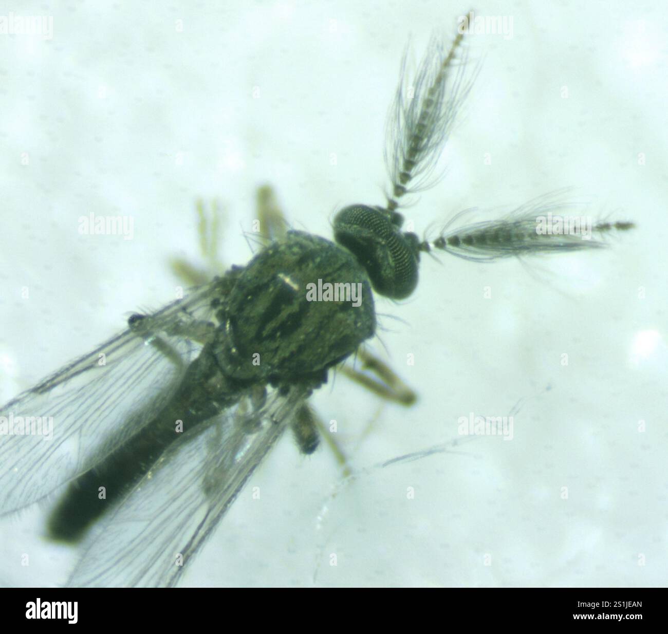 Biting Midges (Ceratopogonidae Stock Photo - Alamy