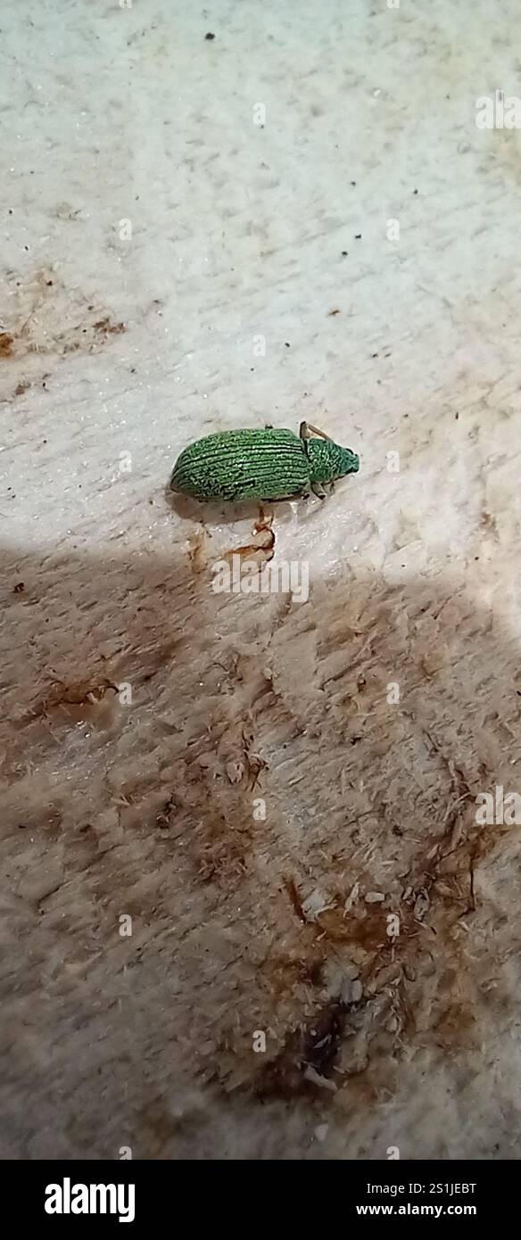 Green Immigrant Leaf Weevil (Polydrusus formosus Stock Photo - Alamy