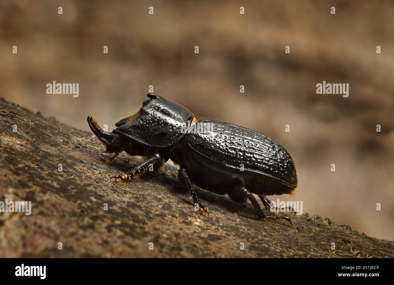 male lesser stag beetle,Dorcus parallelipipedus Stock Photo - Alamy