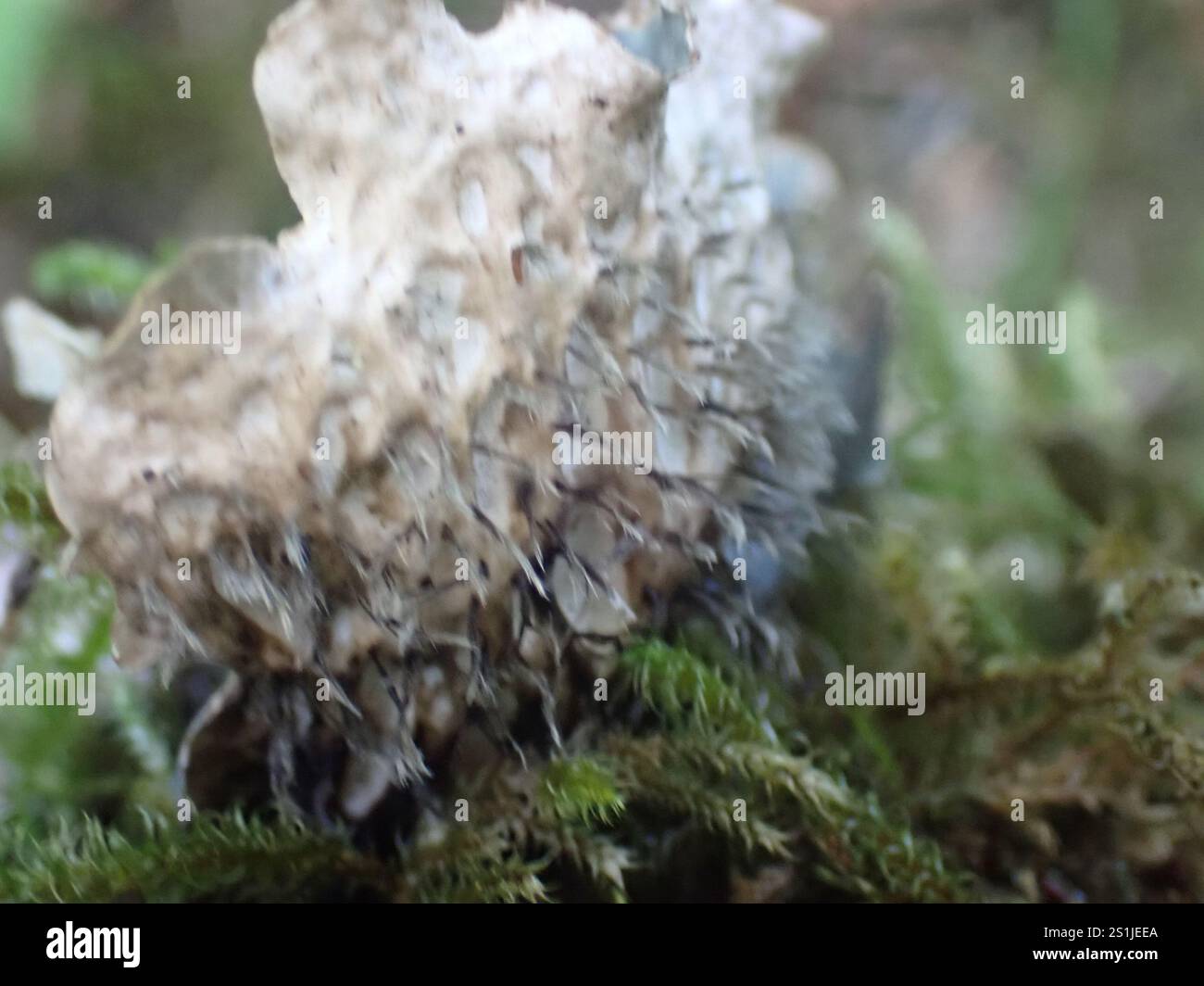 membranous pelt lichen (Peltigera membranacea Stock Photo - Alamy