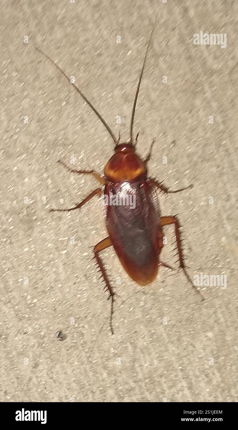 American Cockroach (Periplaneta americana Stock Photo - Alamy