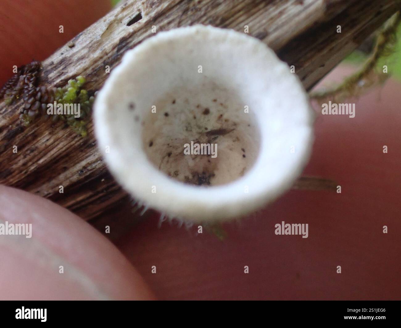 woolly bird's nest fungus (Nidula niveotomentosa Stock Photo - Alamy