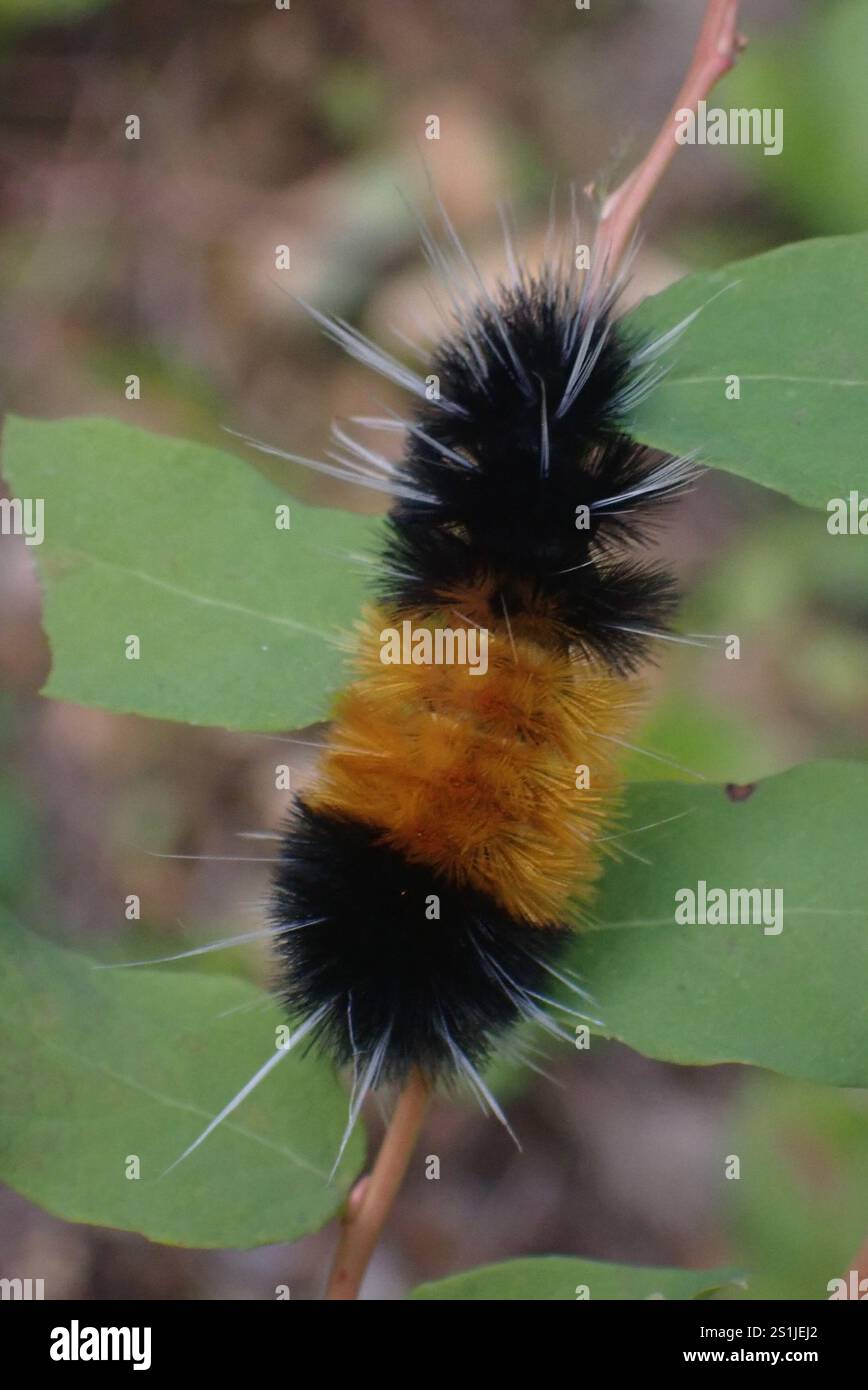 Spotted Tussock Moth (Lophocampa maculata Stock Photo - Alamy