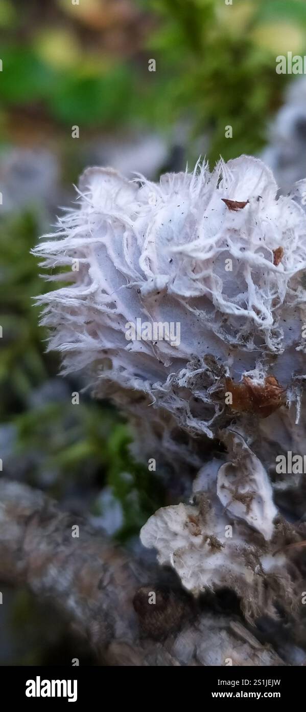 dog pelt lichen (Peltigera canina Stock Photo - Alamy