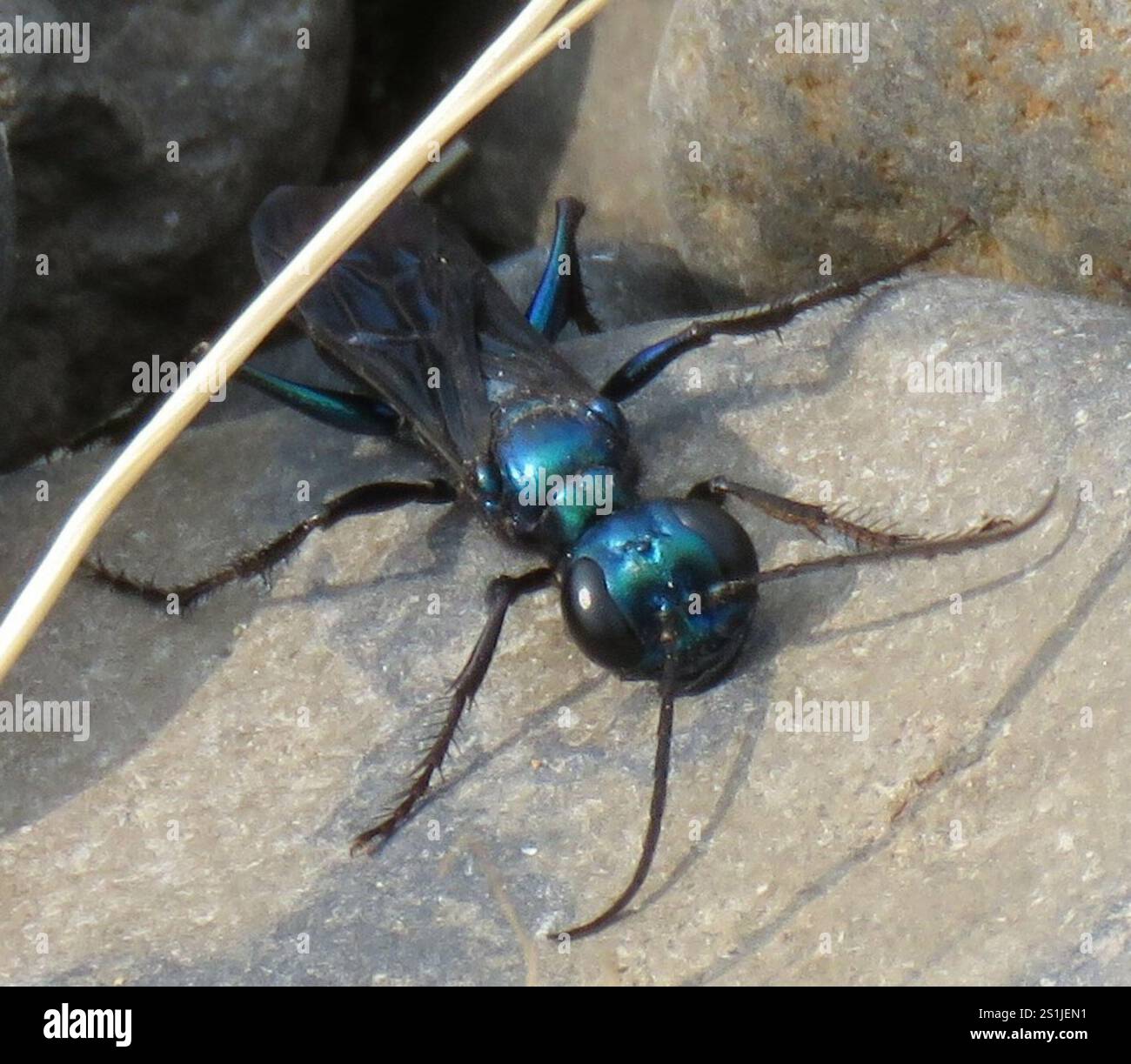 Steel-blue Cricket-hunter Wasp (Chlorion aerarium Stock Photo - Alamy
