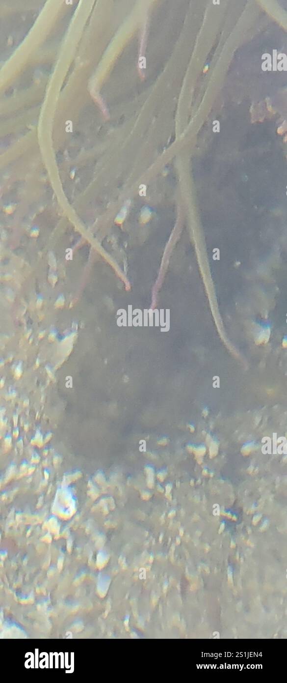 Rock Goby (Gobius paganellus Stock Photo - Alamy