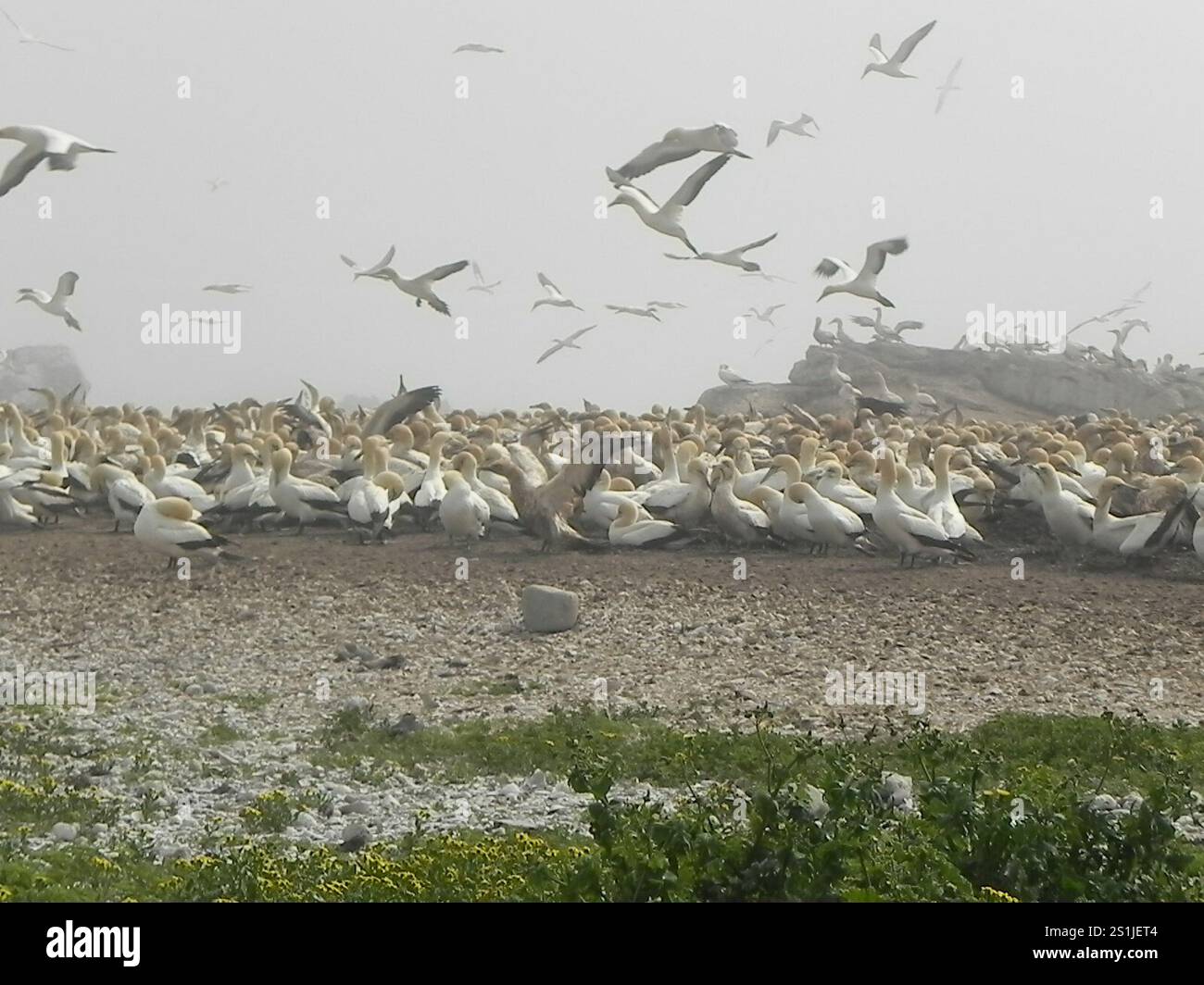 Cape Gannet (Morus capensis Stock Photo - Alamy