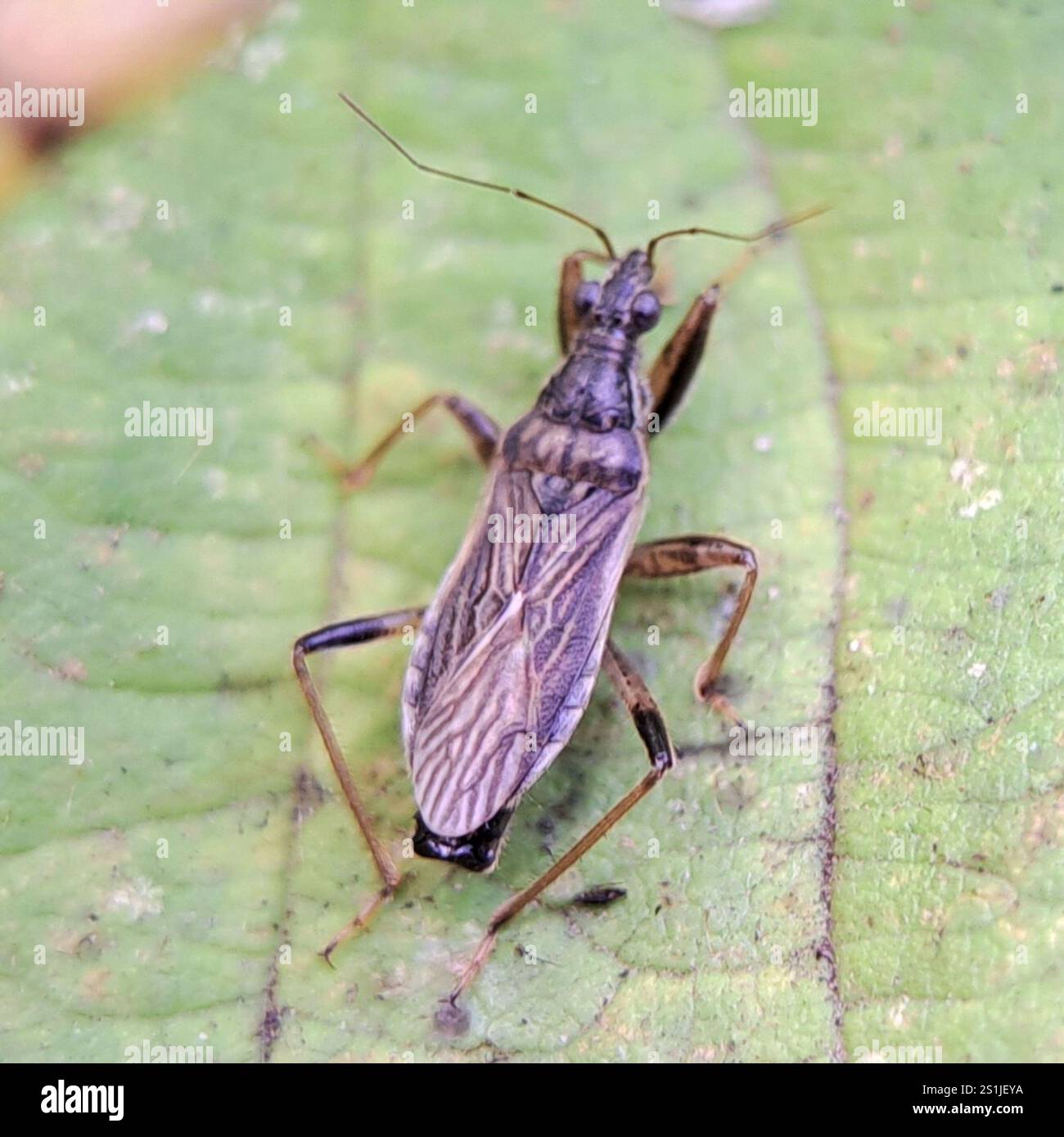 Grey Damsel Bug (Himacerus major Stock Photo - Alamy