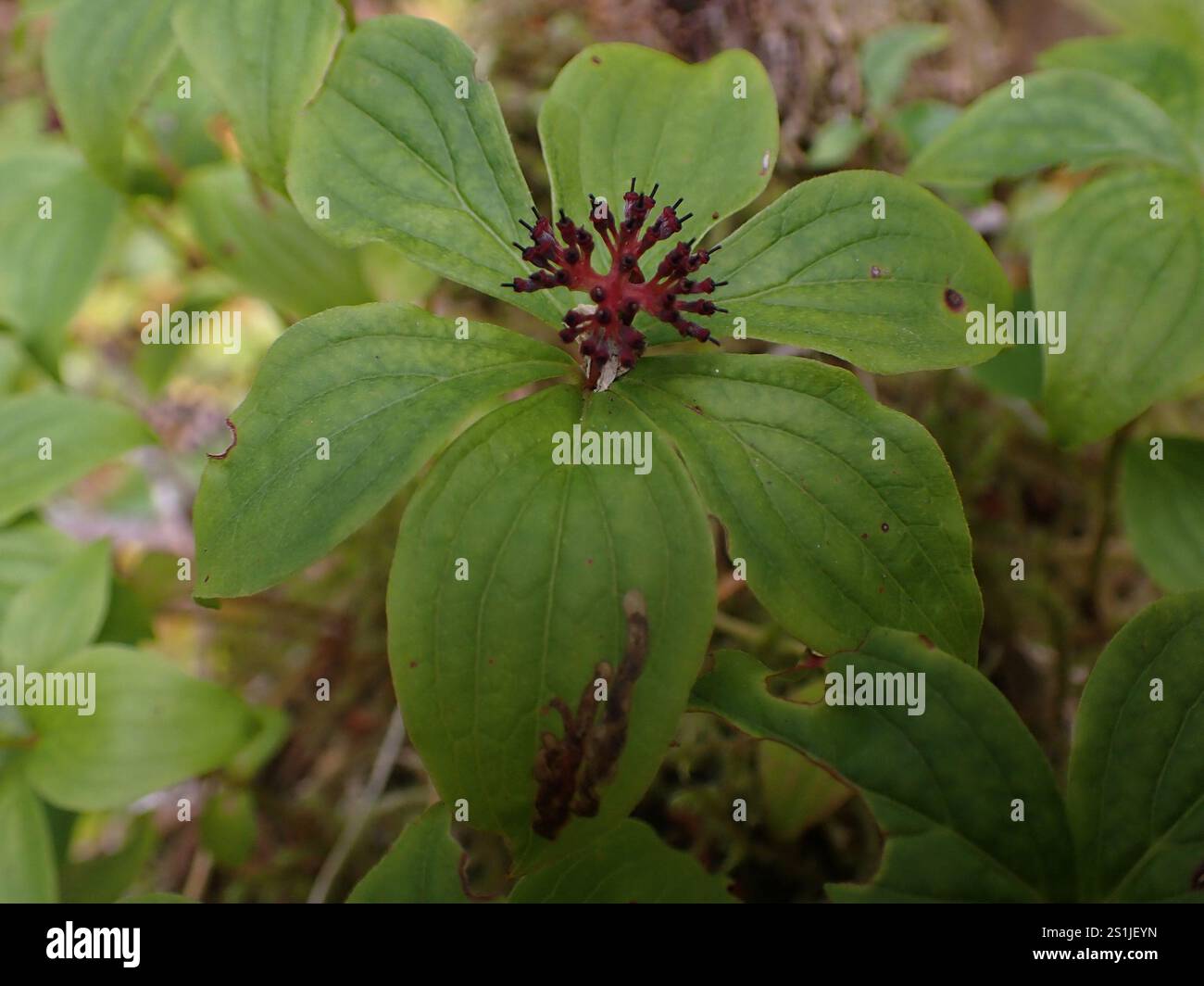Western Bunchberry (Cornus unalaschkensis Stock Photo - Alamy