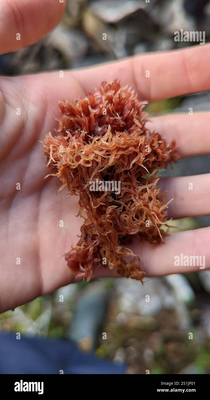 Red Peatmoss (Sphagnum rubellum Stock Photo - Alamy