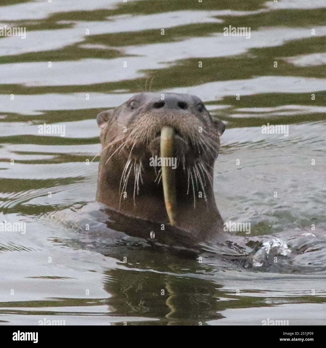 American Eel (Anguilla rostrata Stock Photo - Alamy