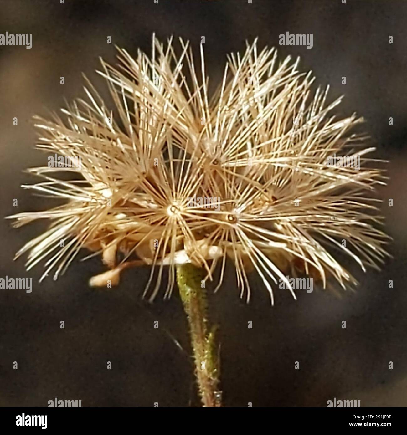 California Aster (Corethrogyne filaginifolia Stock Photo - Alamy