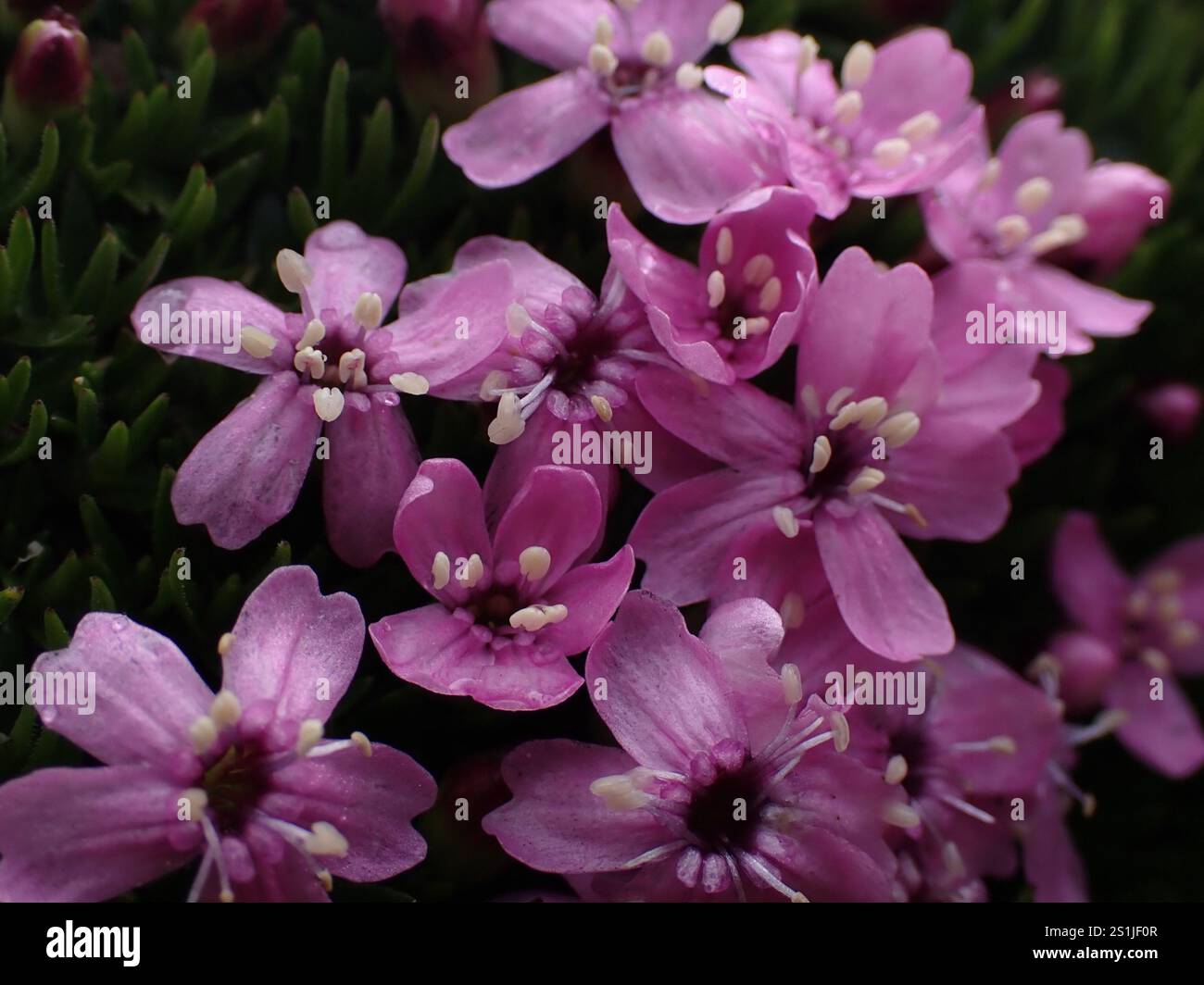 Moss Campion (Silene acaulis Stock Photo - Alamy