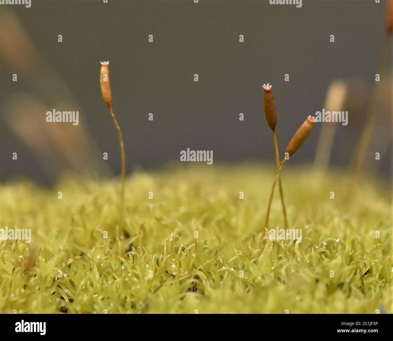 Common Pincushion (Dicranoweisia cirrata Stock Photo - Alamy