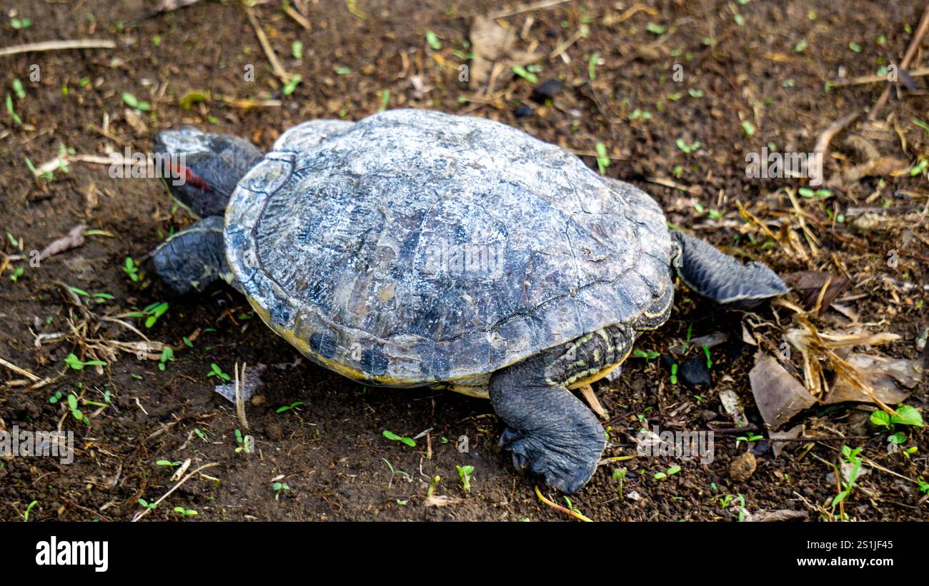 Red-eared slider (red-eared terrapin, Trachemys scripta elegans ...