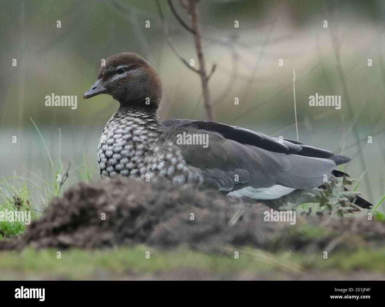 Australian Wood Duck (Chenonetta jubata Stock Photo - Alamy