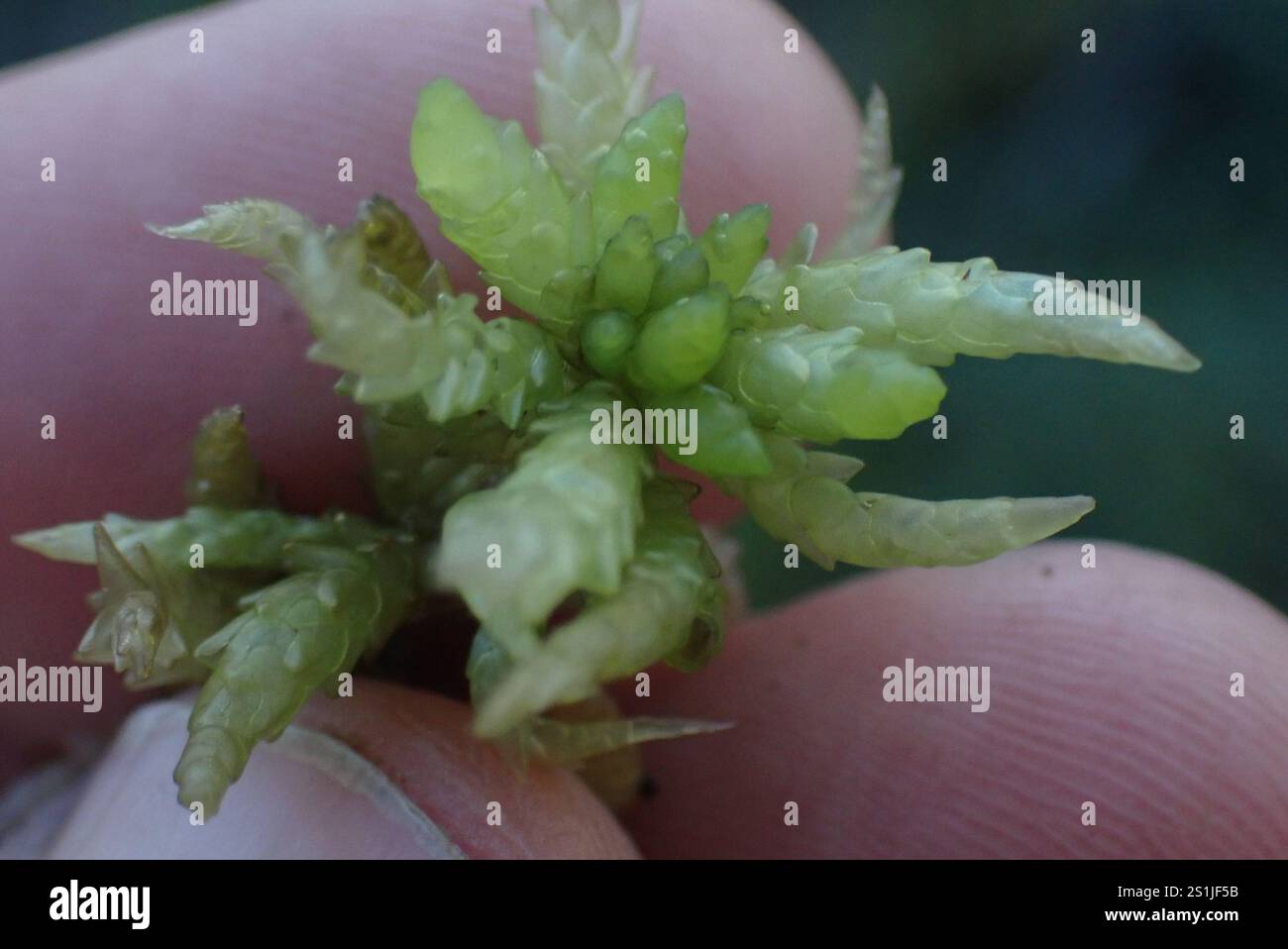 Papillose Peatmoss (Sphagnum papillosum Stock Photo - Alamy