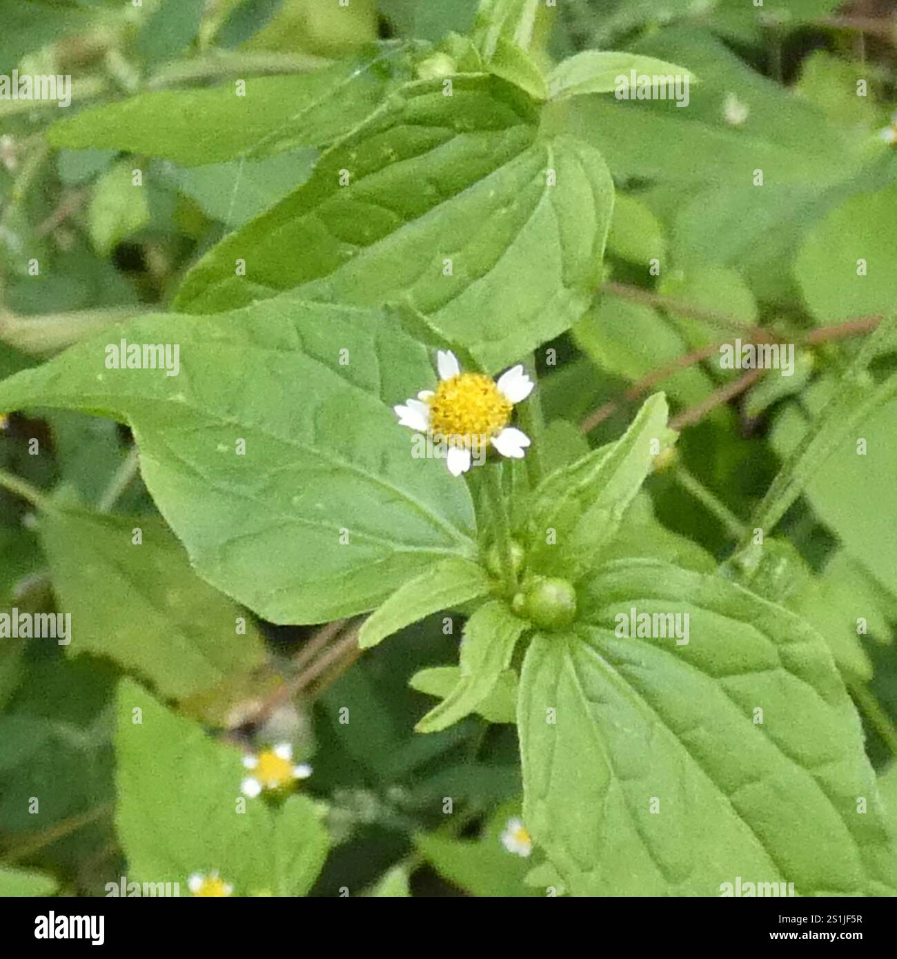 Gallant Soldier (Galinsoga parviflora Stock Photo - Alamy