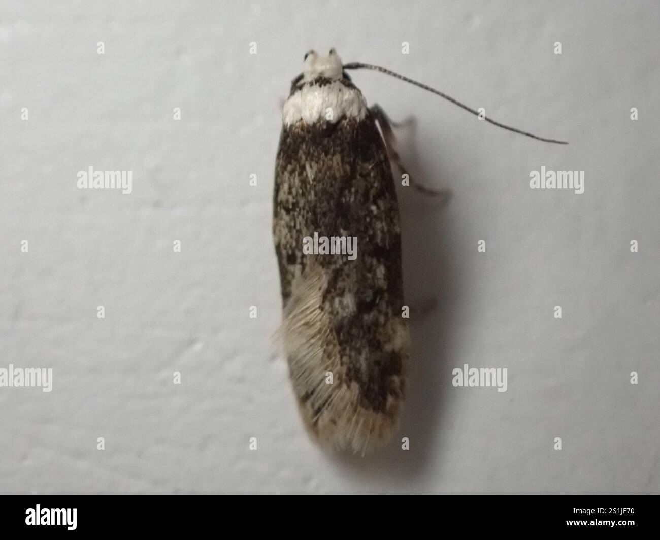 White-shouldered House Moth (Endrosis sarcitrella Stock Photo - Alamy