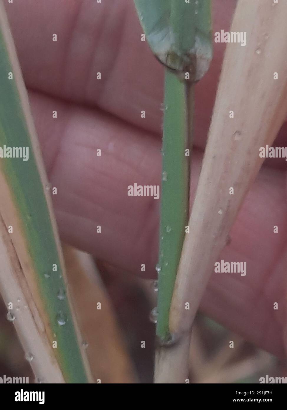 common reed (Phragmites australis Stock Photo - Alamy