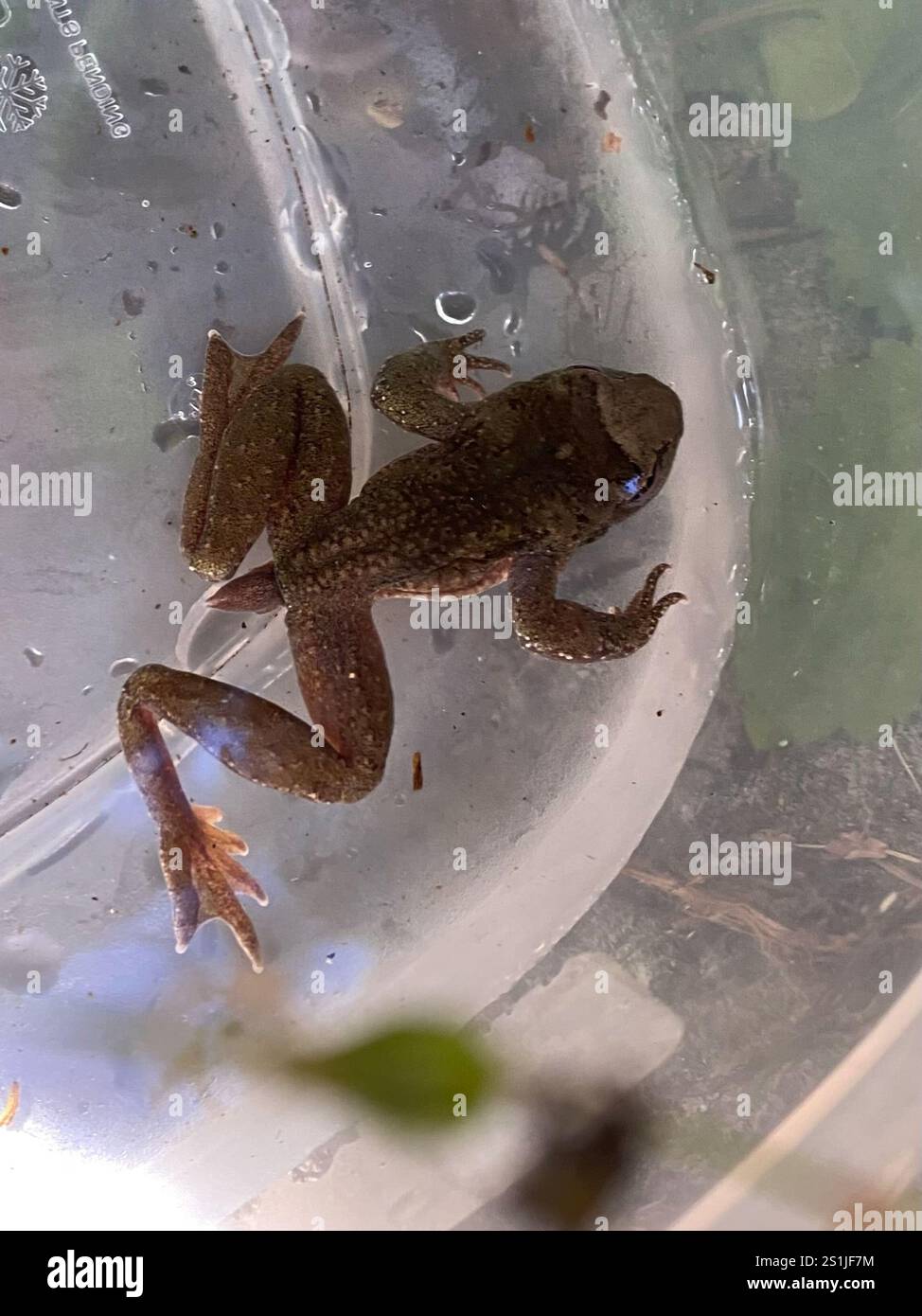 Coastal Tailed Frog (Ascaphus truei Stock Photo - Alamy