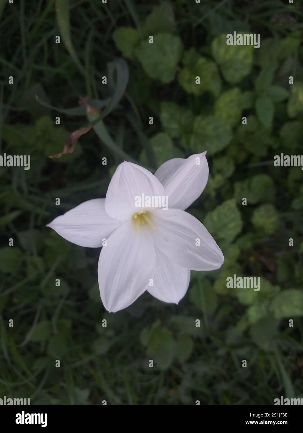 Drummond's rain lily (Zephyranthes drummondii Stock Photo - Alamy