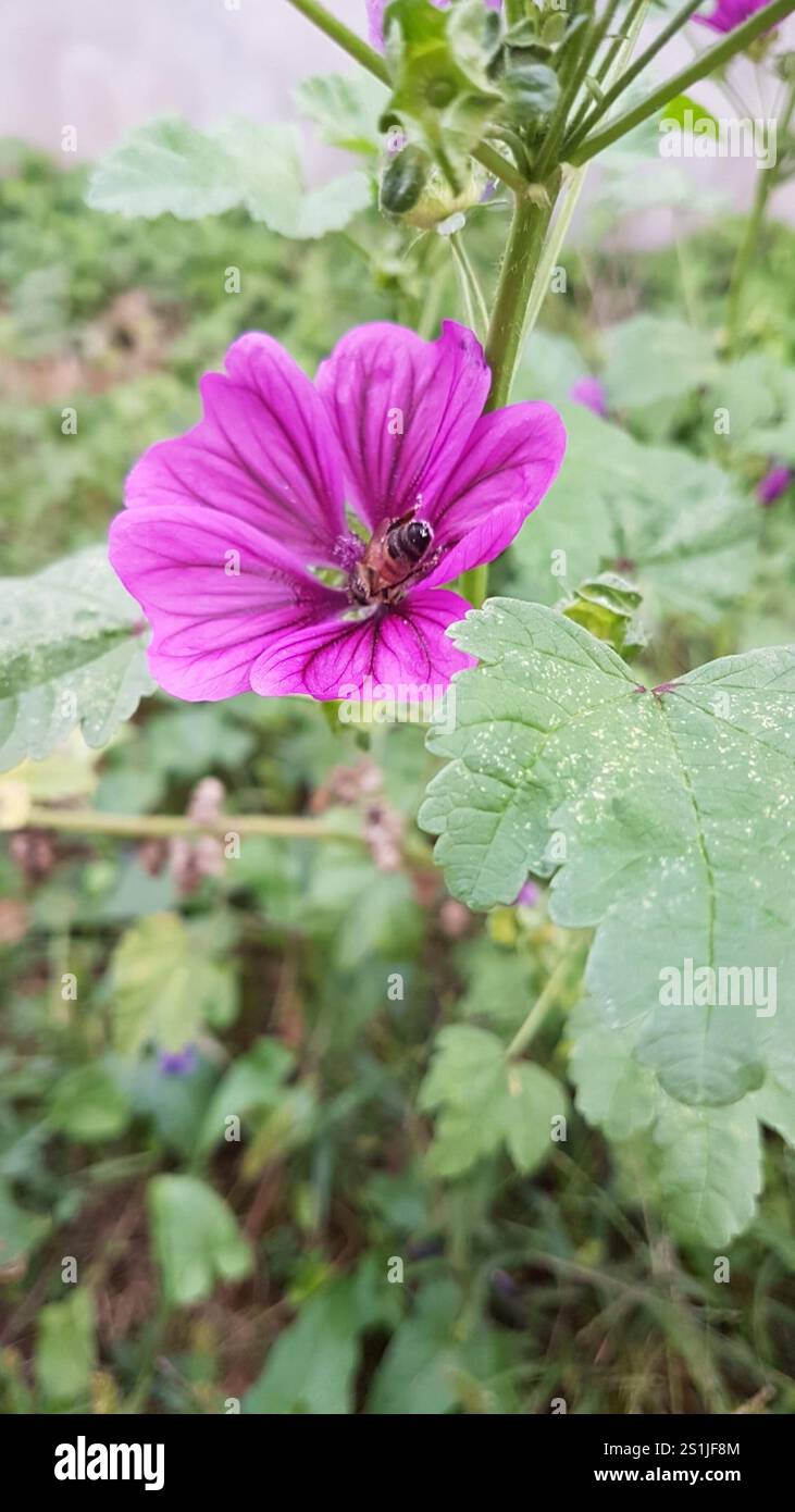 Common Mallow (Malva sylvestris Stock Photo - Alamy