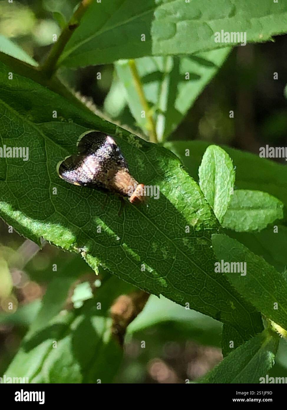 Eutreta hi-res stock photography and images - Alamy