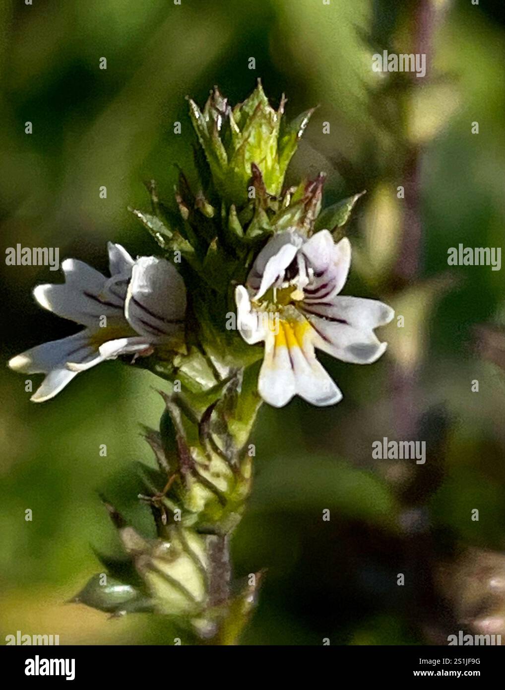 Common Eyebright (Euphrasia nemorosa Stock Photo - Alamy