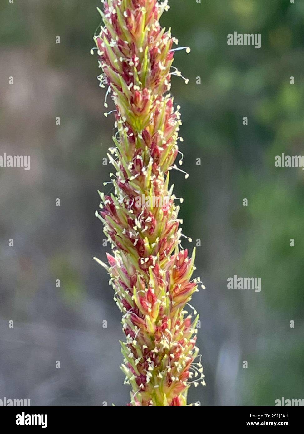 Longspike Tridens (Tridens strictus Stock Photo - Alamy