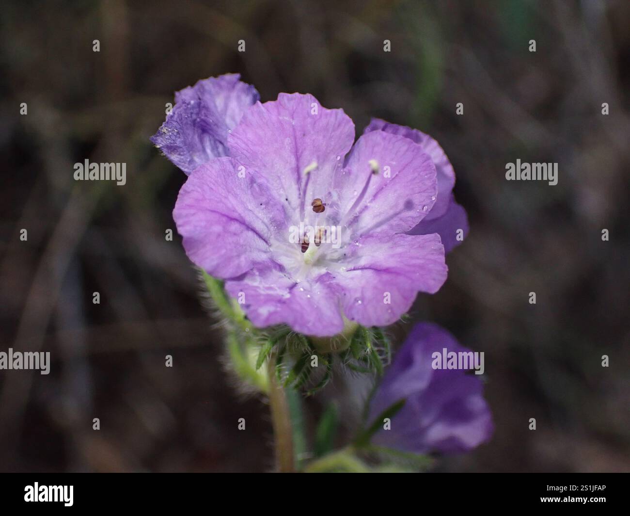 Linearleaf Phacelia (Phacelia linearis Stock Photo - Alamy