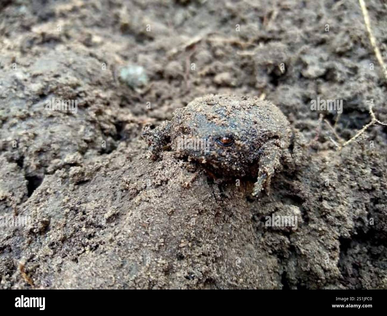 Black Rain Frog (Breviceps fuscus Stock Photo - Alamy