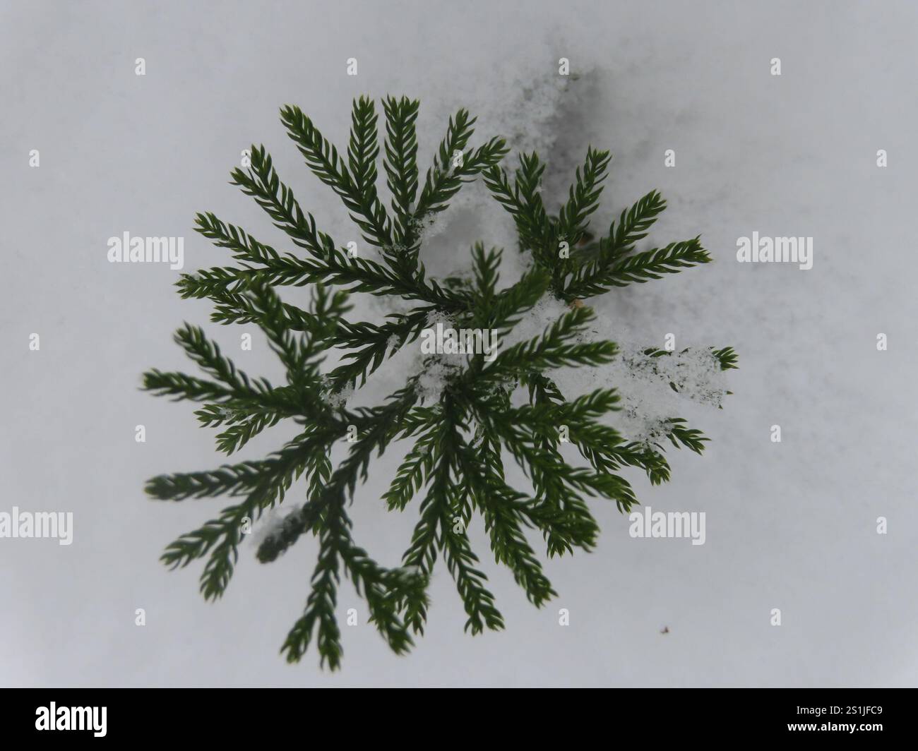 flat-branched tree-clubmoss (Dendrolycopodium obscurum Stock Photo - Alamy